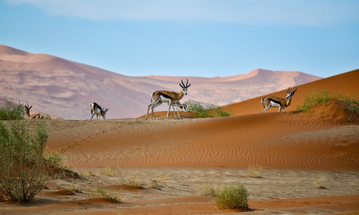 Namibia Self-Drive Explorer – A 12-Day Adventure